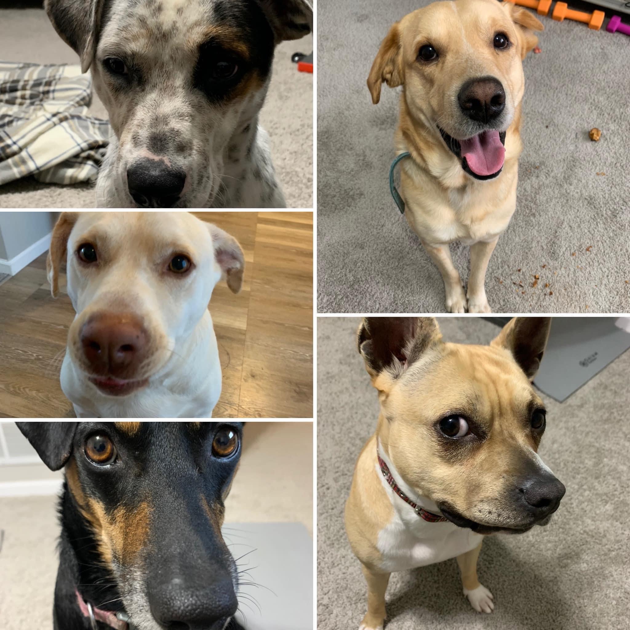 The Bittersweet Experience of Fostering Dogs – Milam's Musings